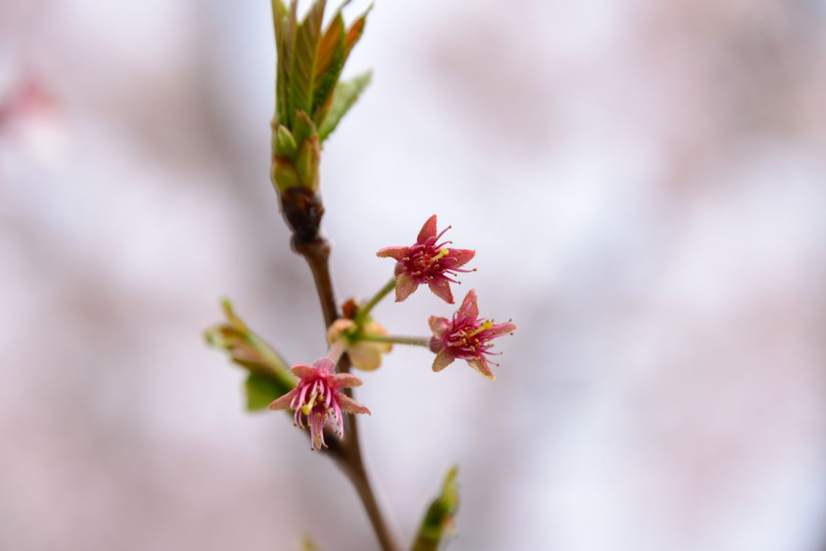 星になる | GANREF