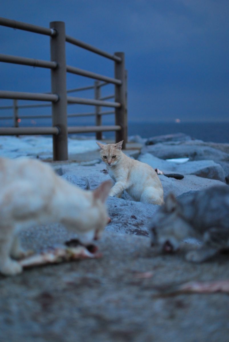 吾輩も欲しいのである。 | GANREF