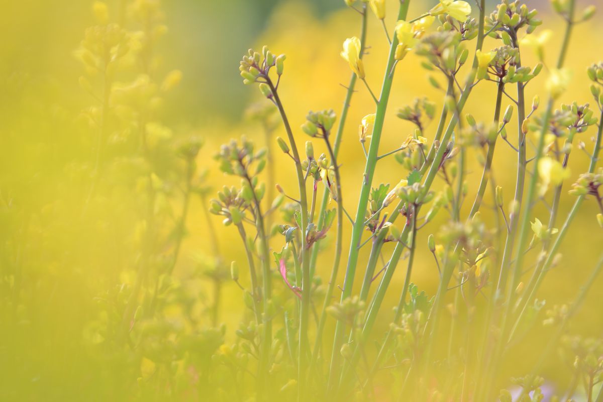 Yellow World | GANREF