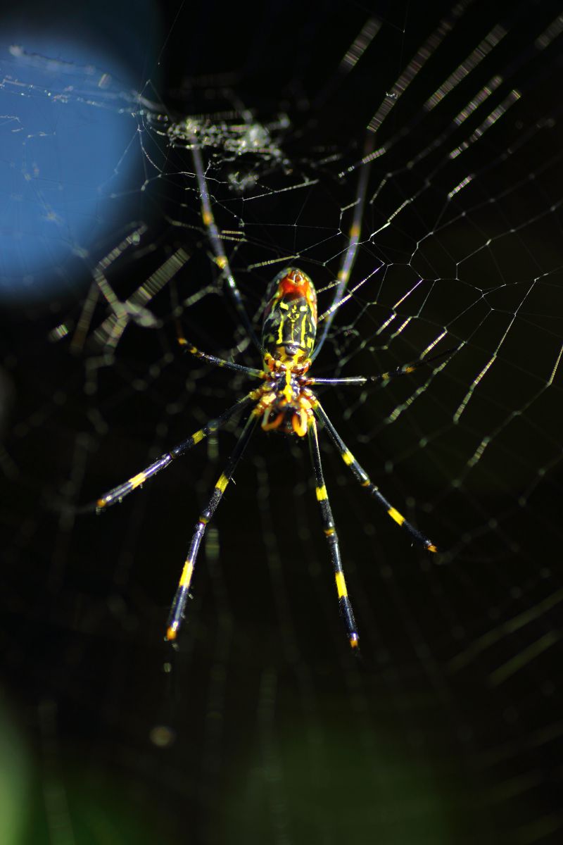Spider | GANREF
