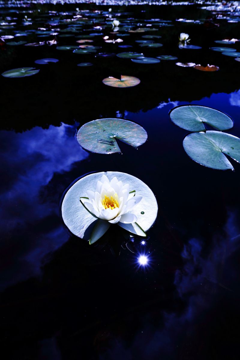 Full moon night blooming | GANREF