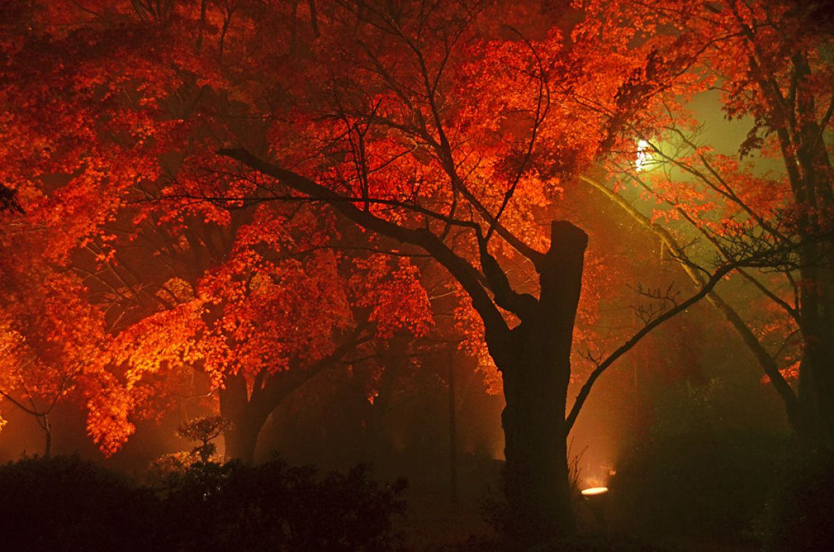 幻想炎舞 | GANREF