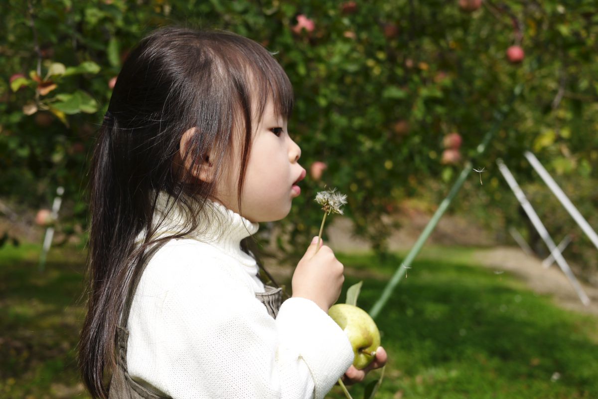 the fluff of a dandelion. | GANREF