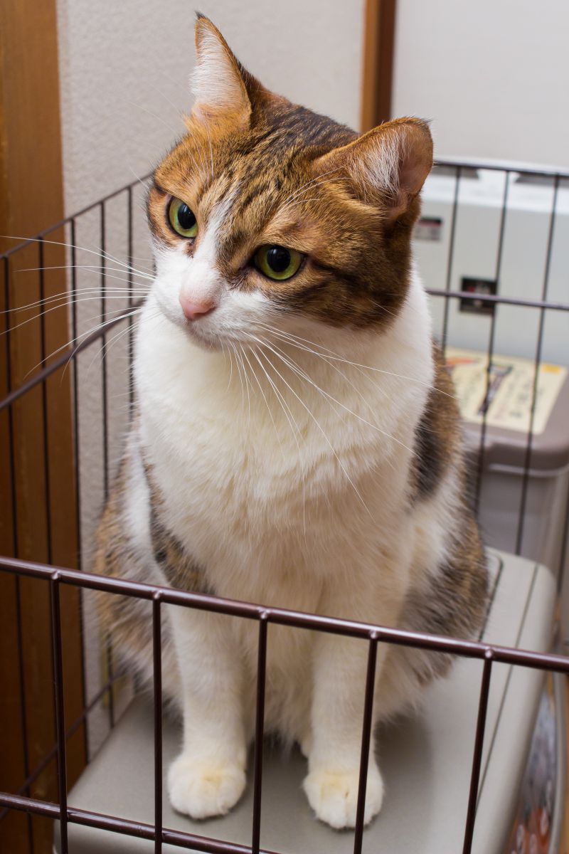 cat on a fan heater | GANREF