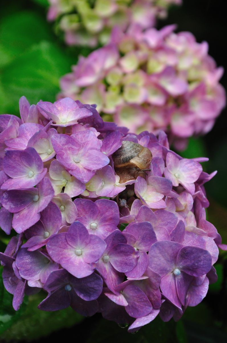 梅雨のカップル | GANREF