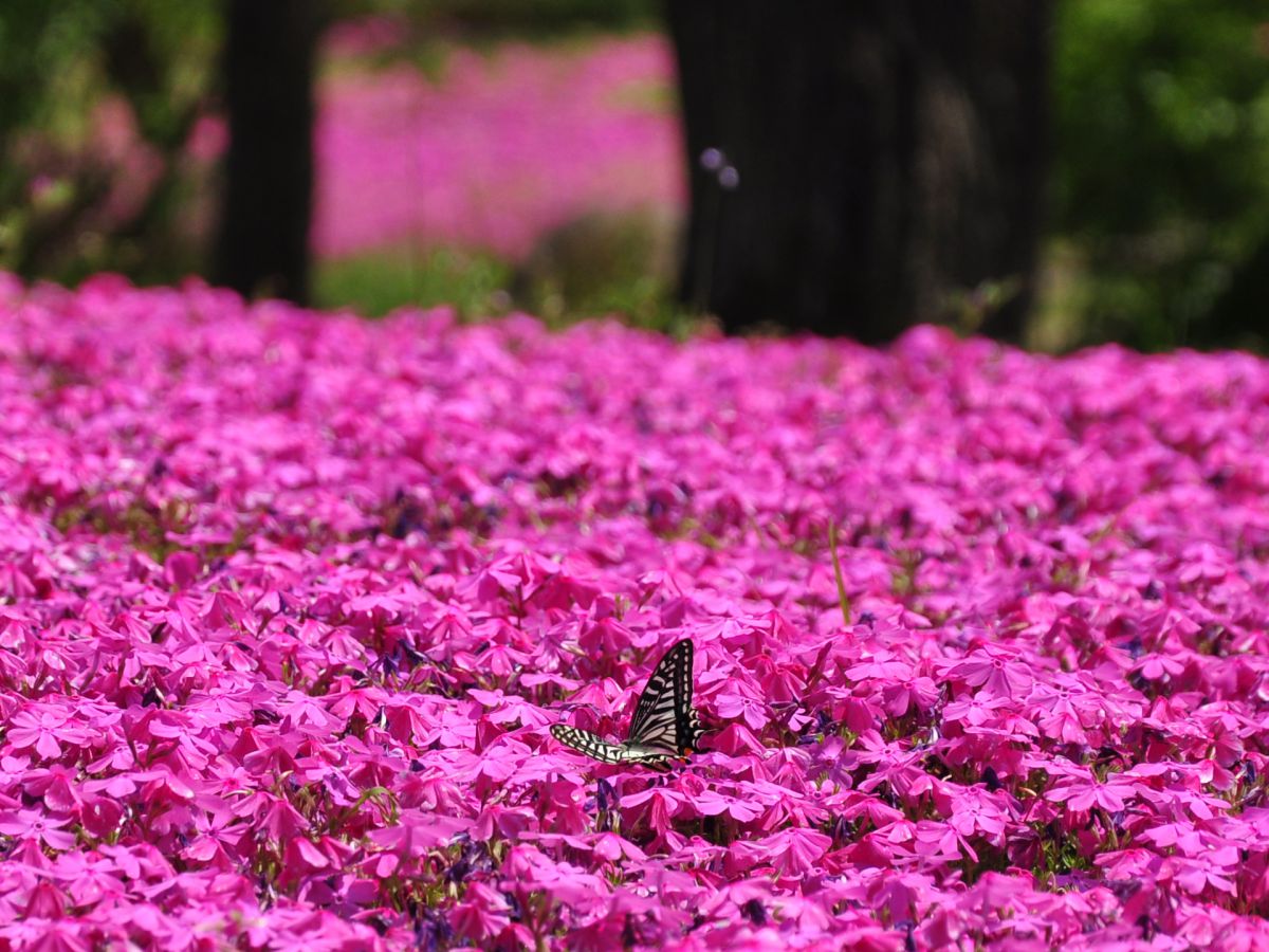 Swallowtail | GANREF