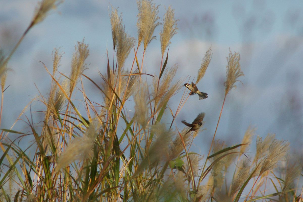 ススキとスズメ | GANREF