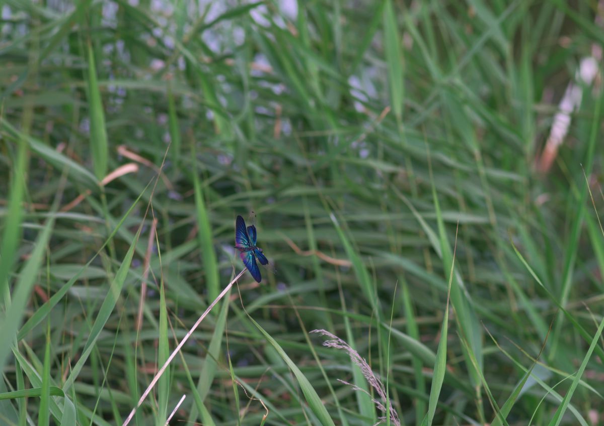 Butterfly Dragonfly | GANREF