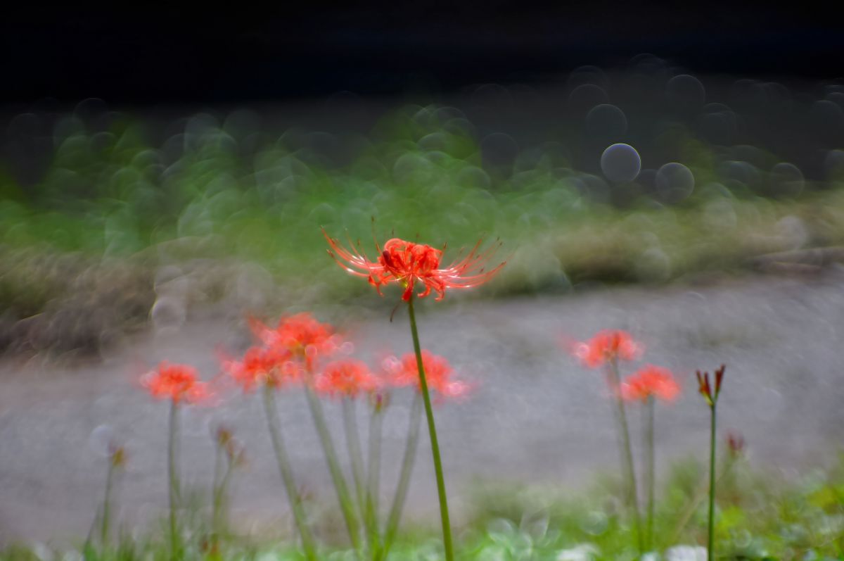 Defocus Control | GANREF