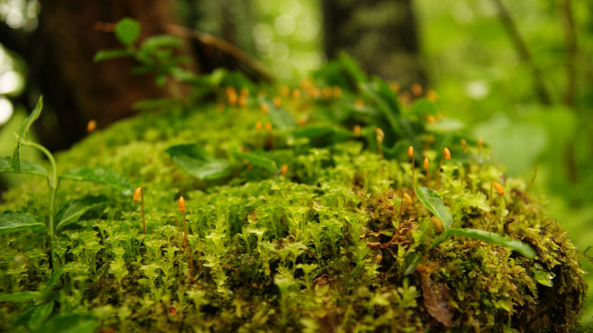 moss garden | GANREF
