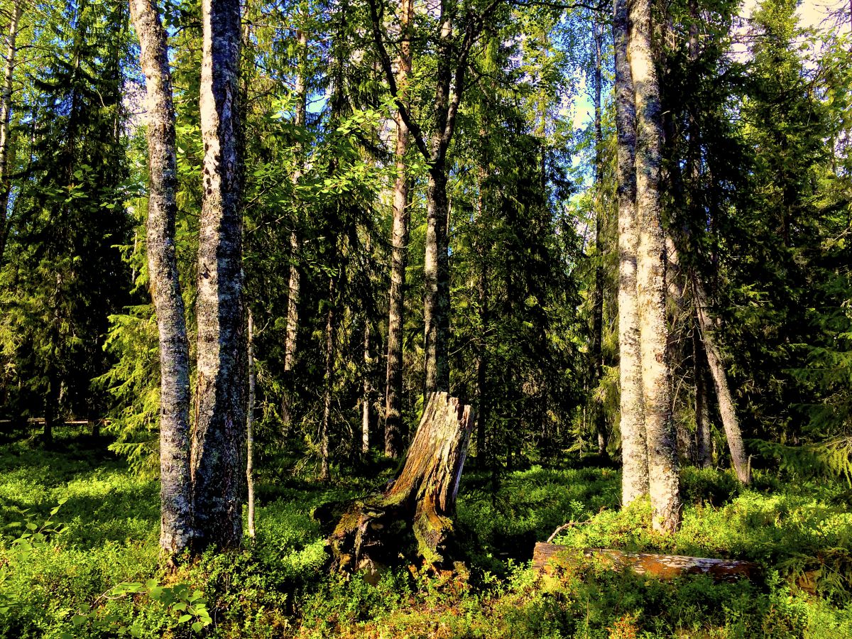 finlandの森 | GANREF