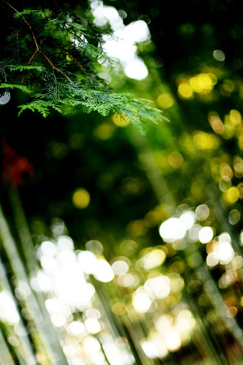 The Spirtis of Green | GANREF