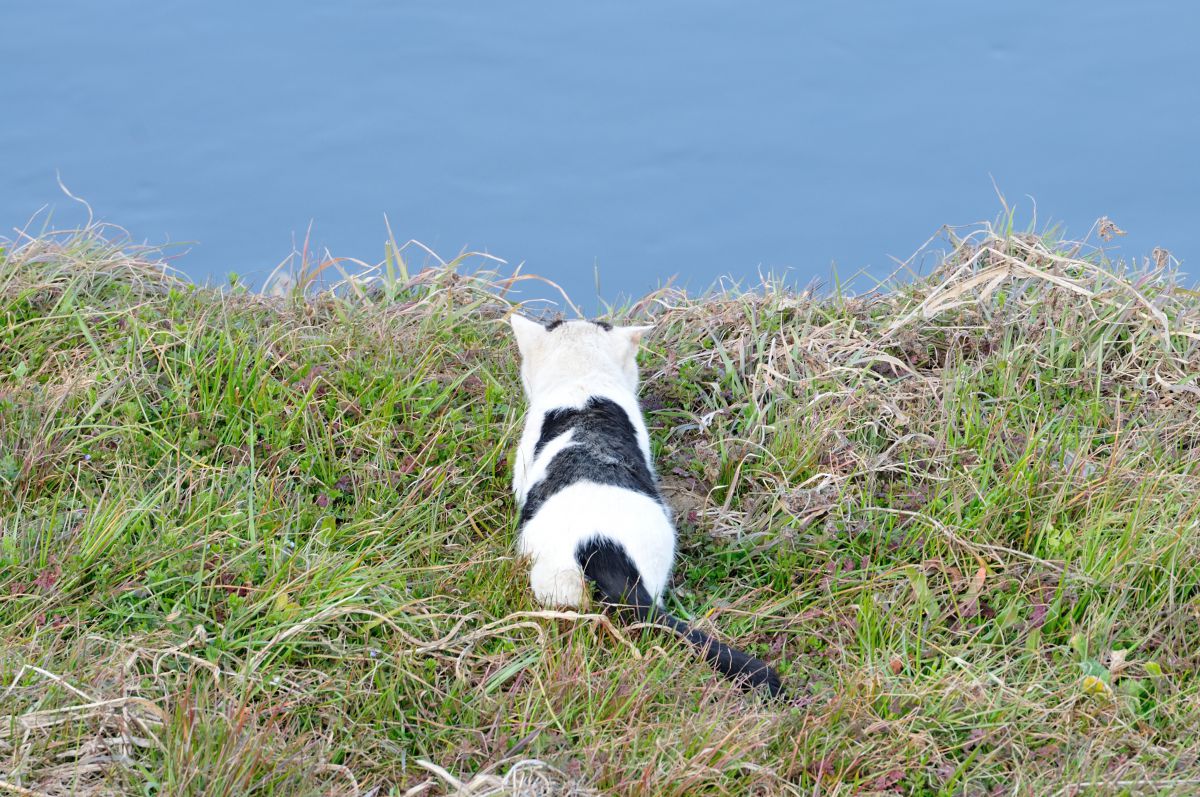 Wild Cat（2／4） | GANREF