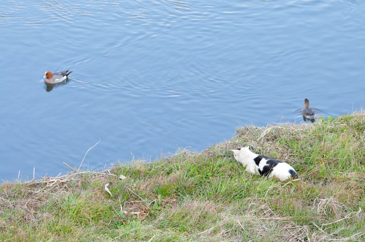 Wild Cat（1／4） | GANREF