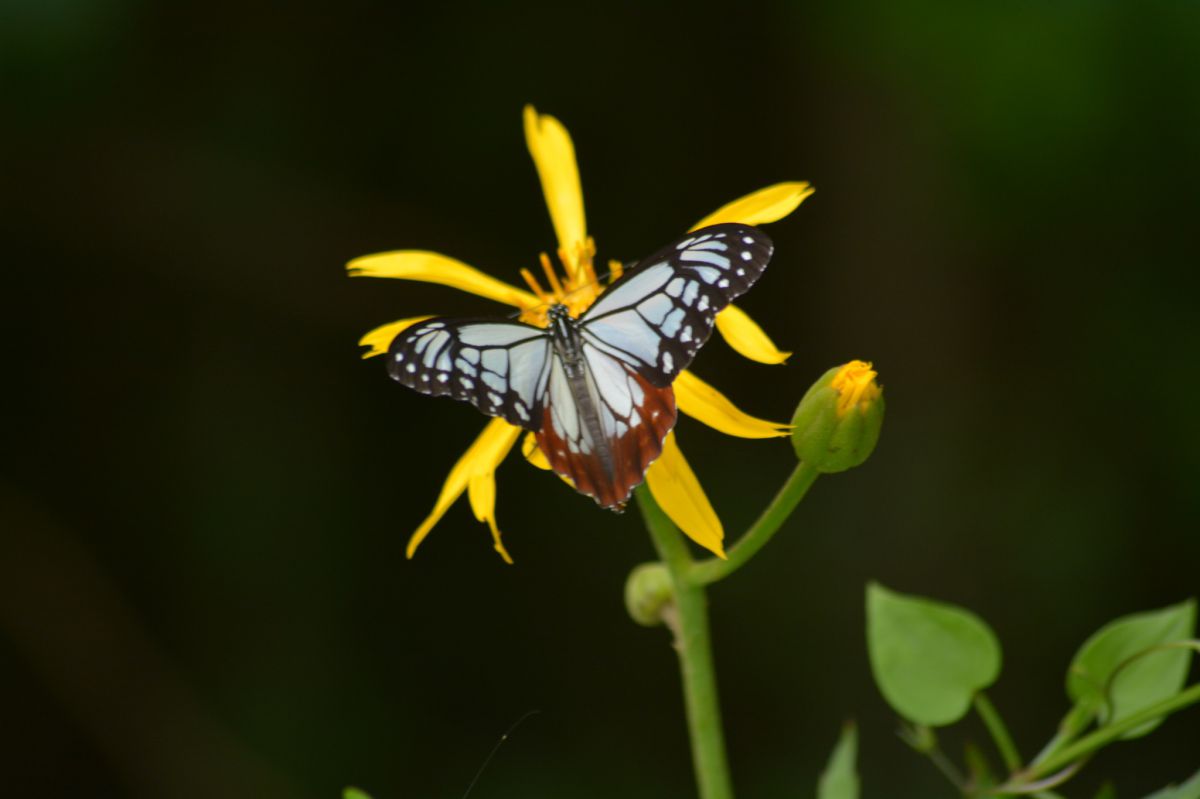 勝利のVサイン | GANREF