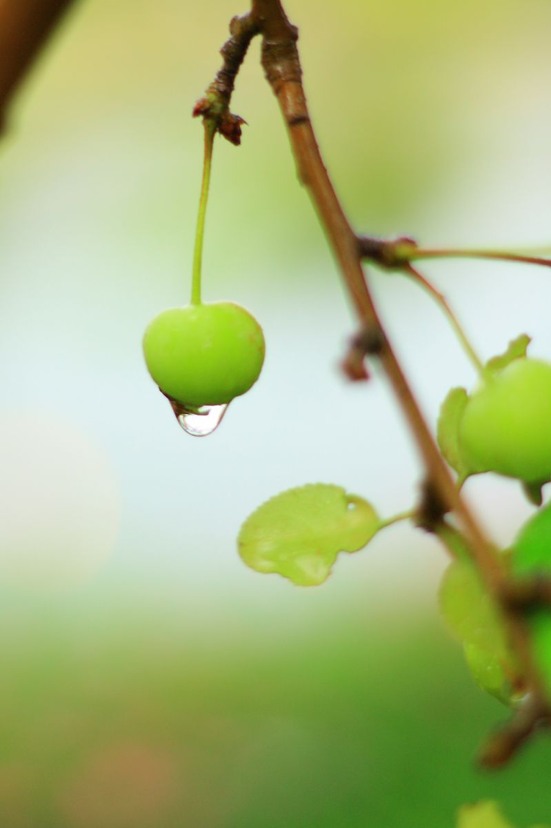 果汁100％ | GANREF