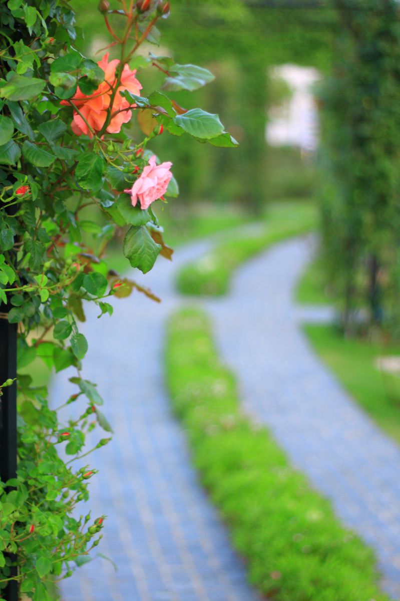 薔薇の回廊 | GANREF