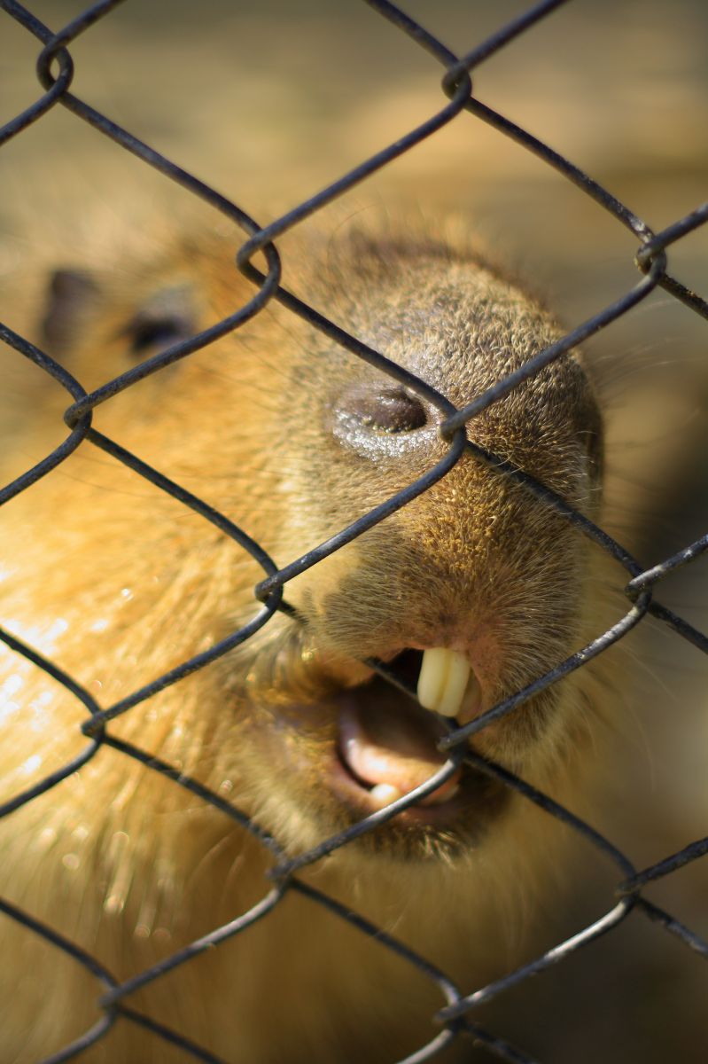 脱出！！ | GANREF