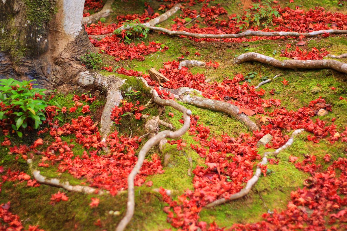 大地に咲く | GANREF