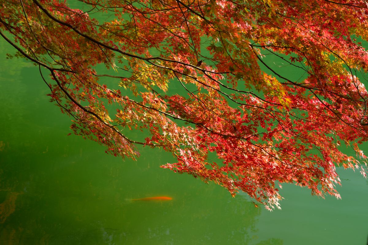 秋の夢 2015 | GANREF