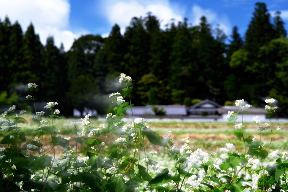 蕎花秋風 | GANREF