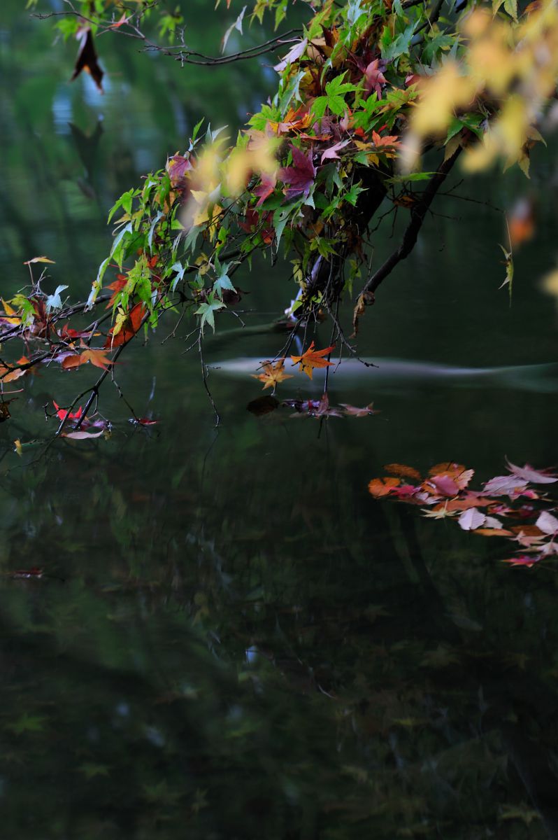 秋の水辺 | GANREF