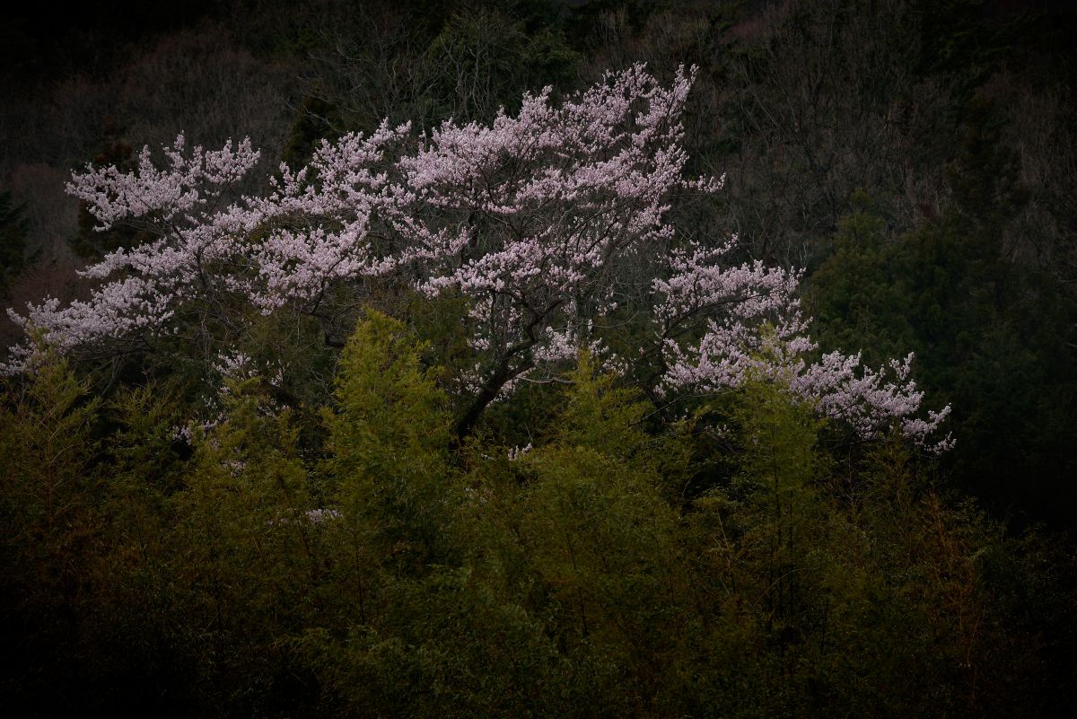 はなびえ | GANREF