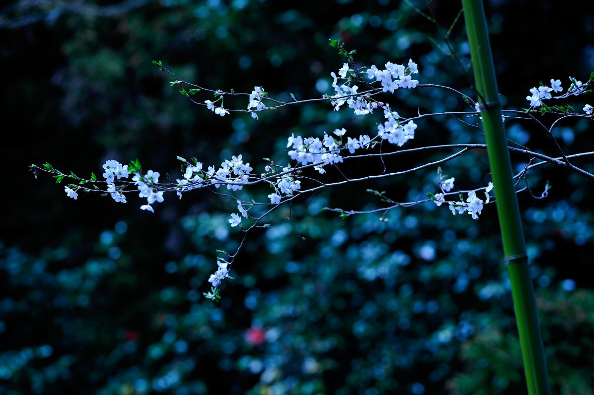 裏山の桜 | GANREF