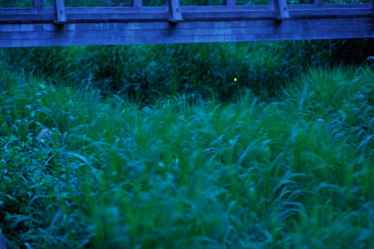 一つ寂しく | GANREF