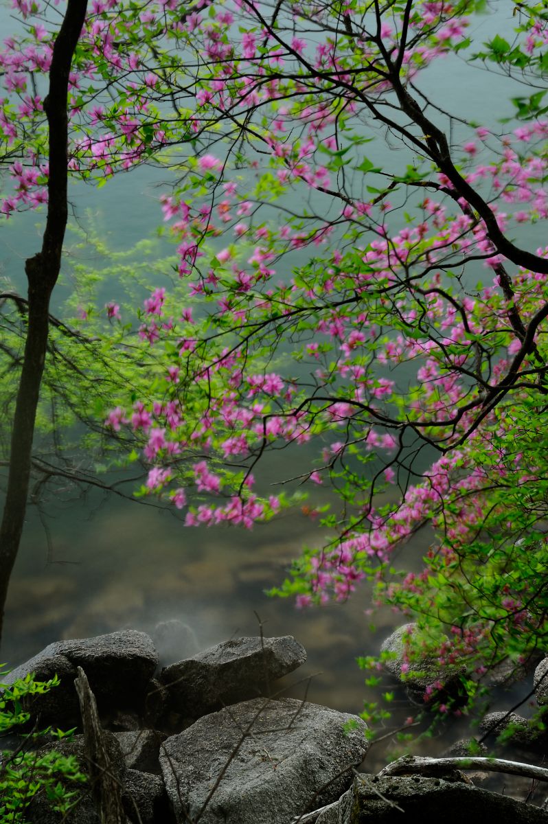 湖畔のつつじ | GANREF