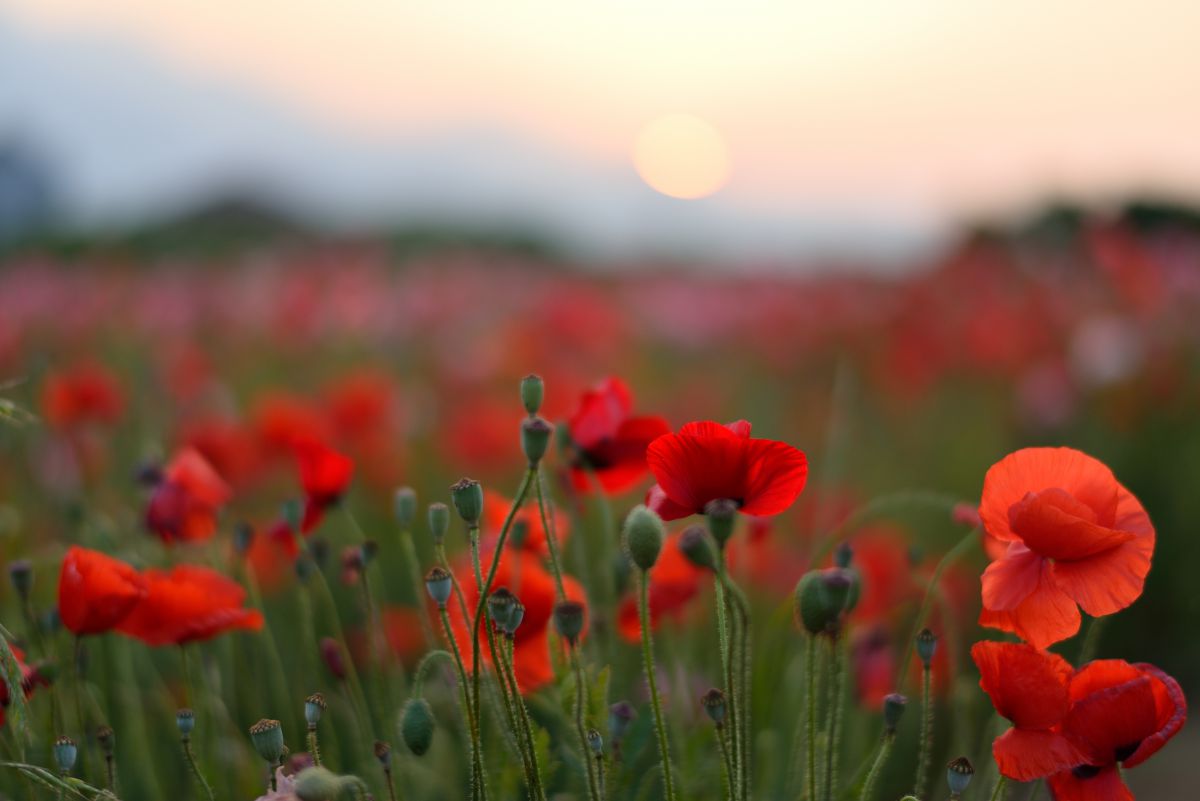 初夏の夕べ | GANREF