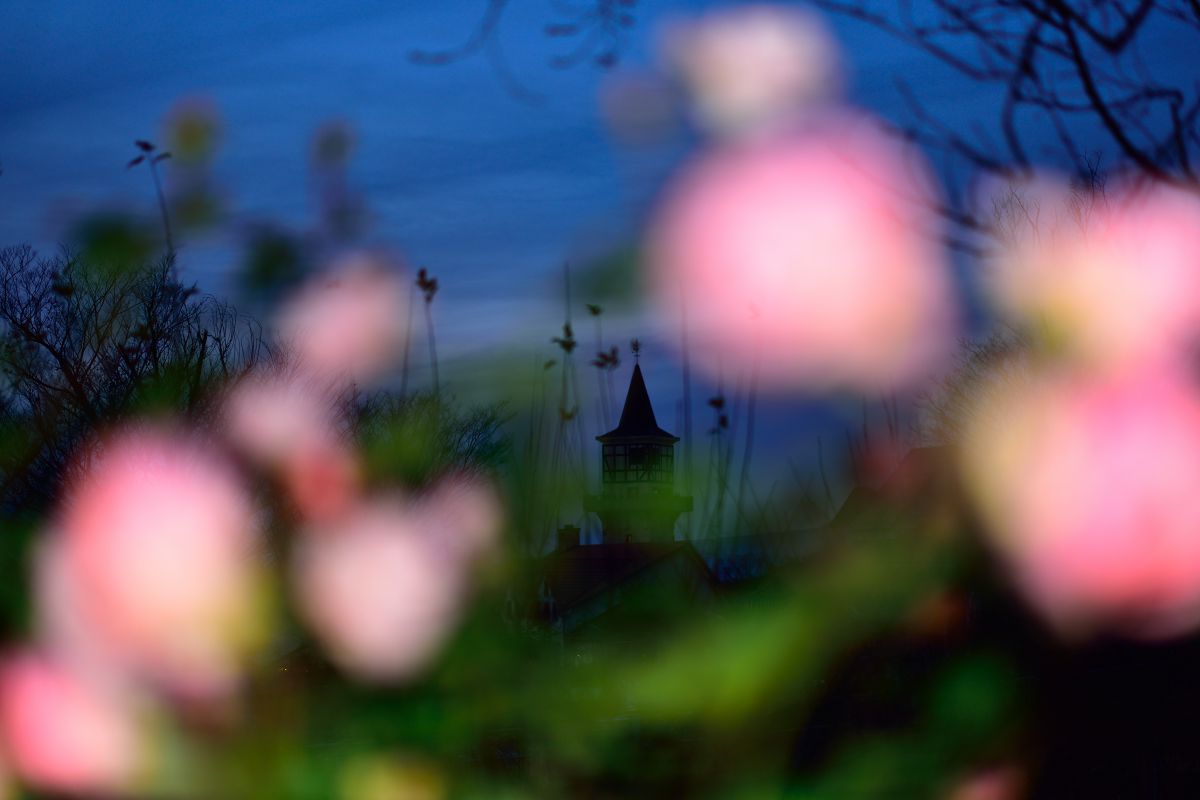 薔薇の館 | GANREF