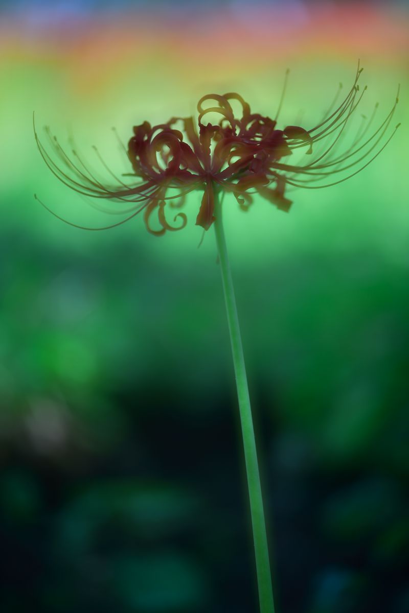 彼岸日陰 | GANREF