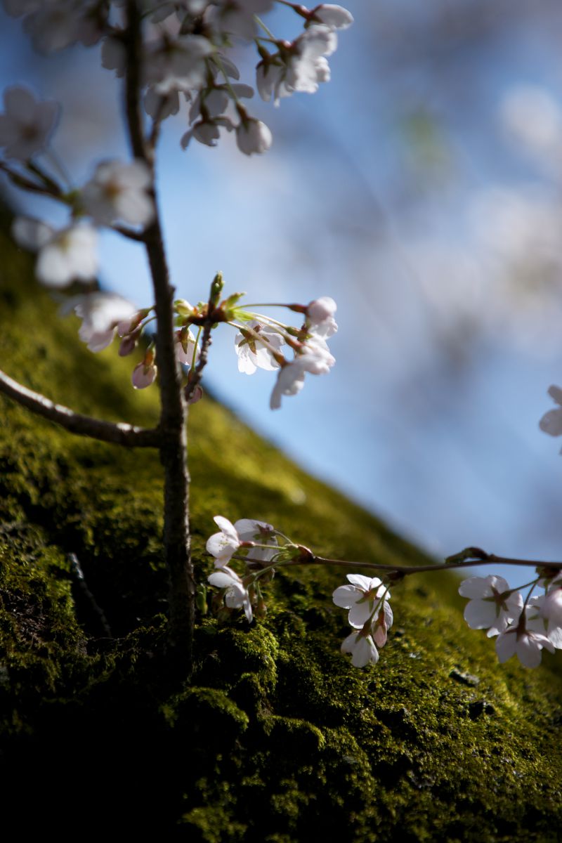 Ganref 7.jpg | GANREF