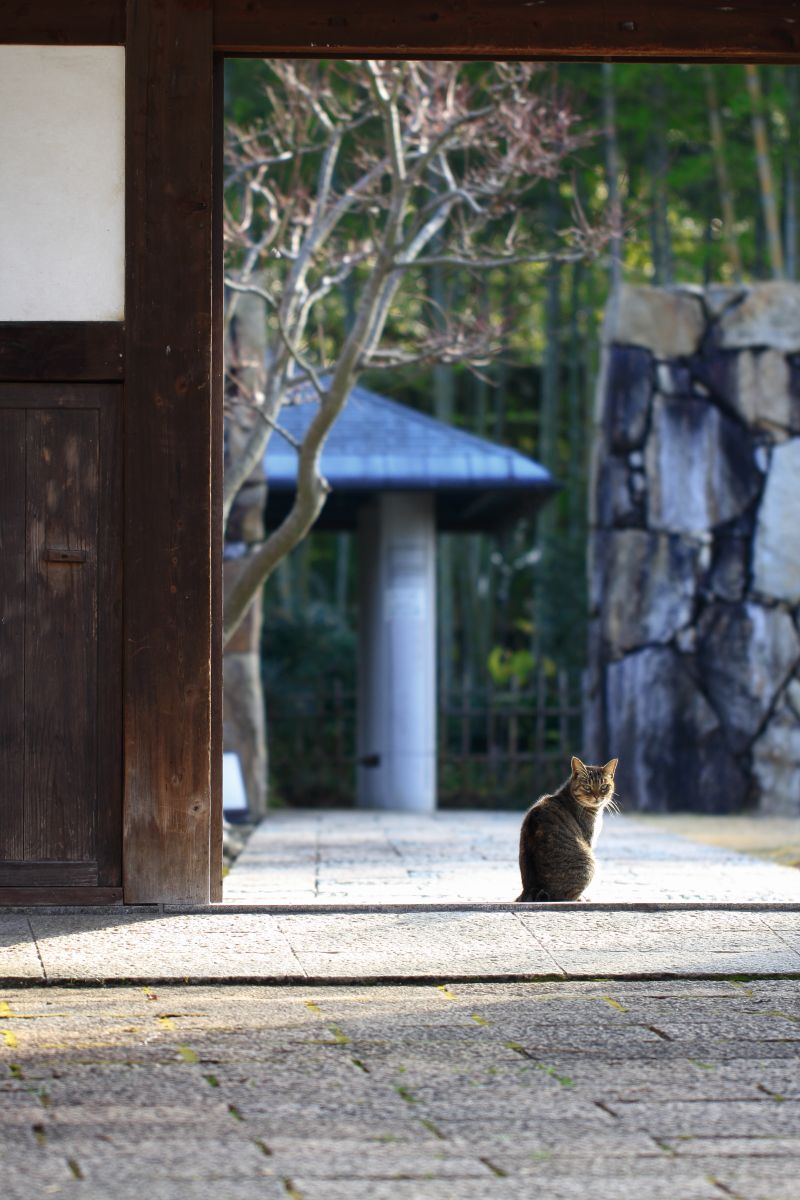 見返り美猫 | GANREF