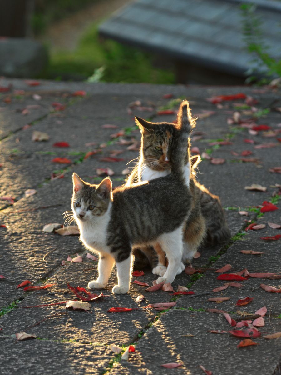 悪気はニャいけど | GANREF