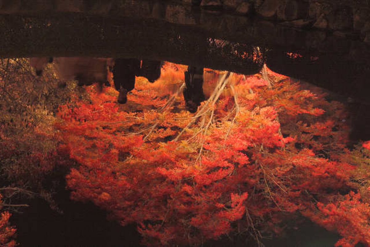 覗き見る。 | GANREF