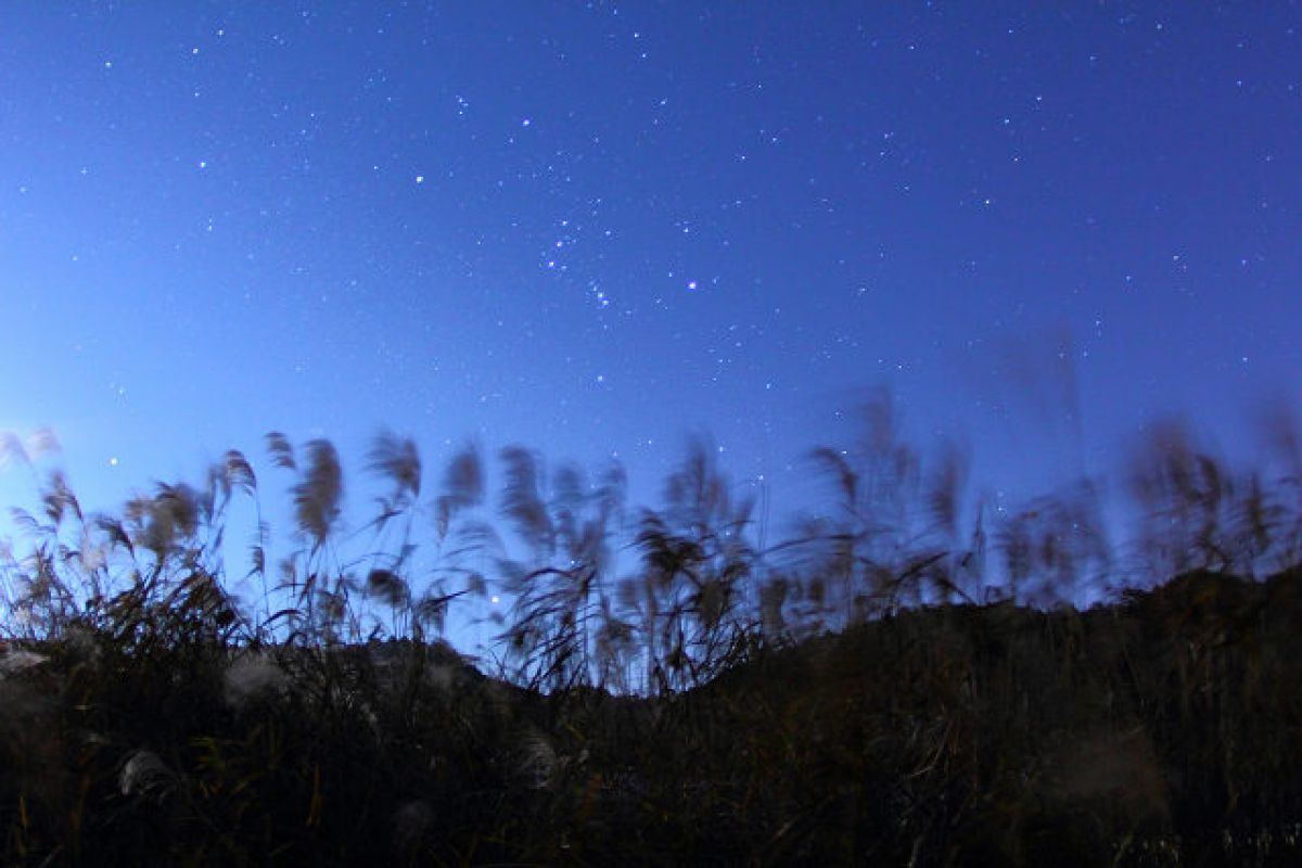 ススキとオリオン | GANREF