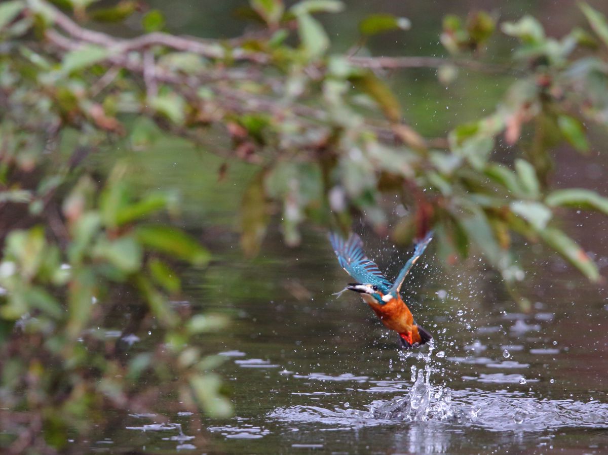 The Kingfisher_3 | GANREF