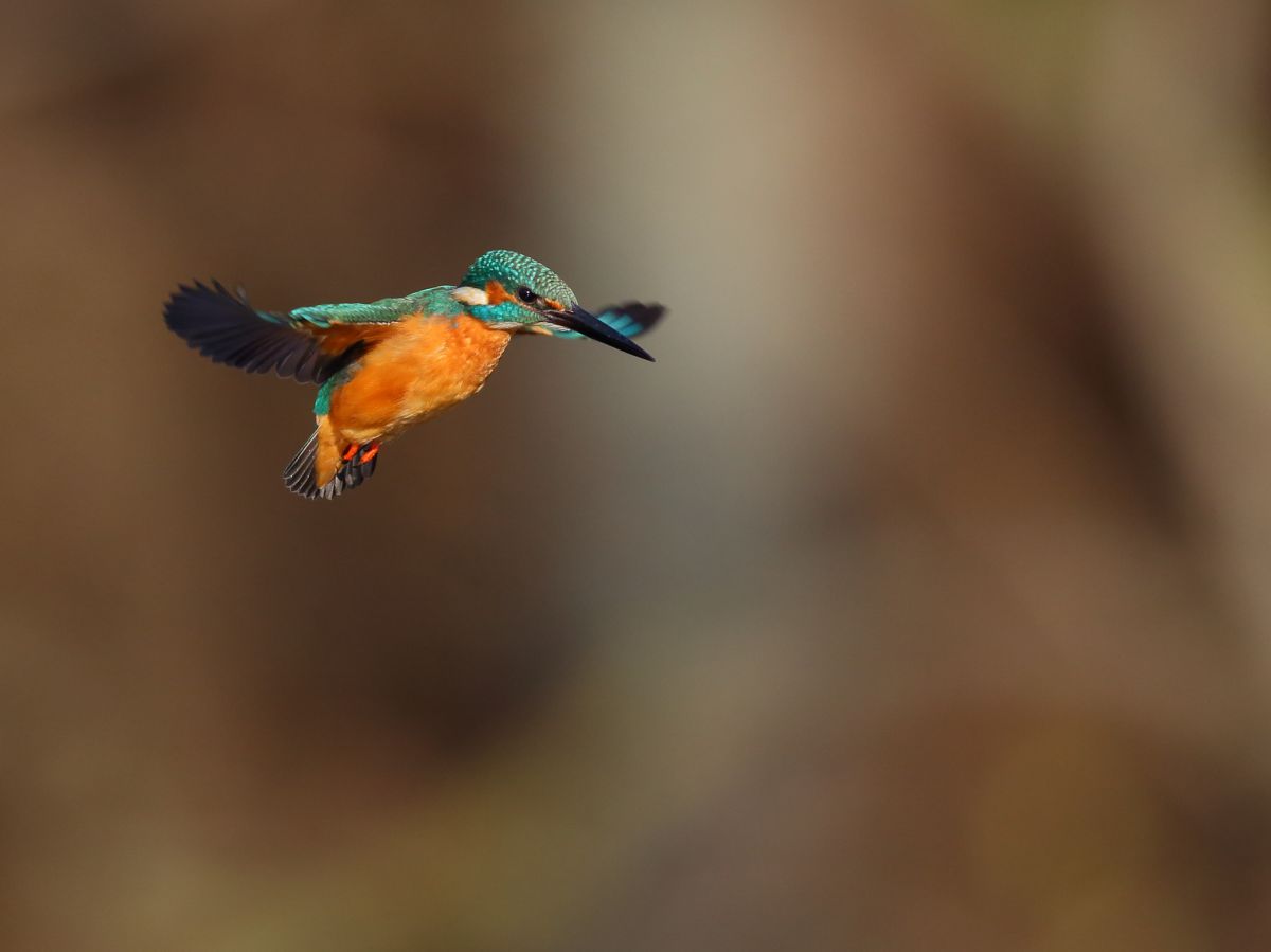 The kingfisher 5-2 | GANREF