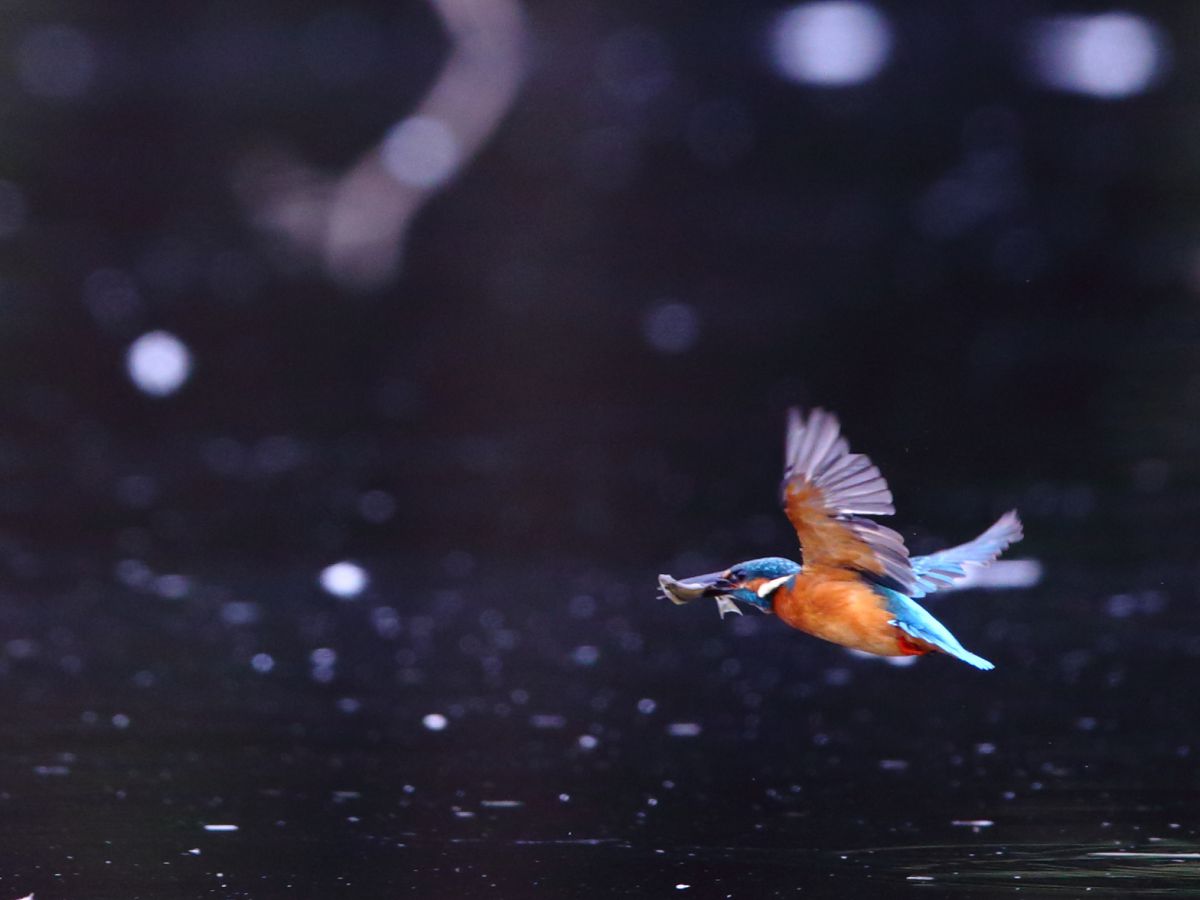 The Kingfisher_1 | GANREF