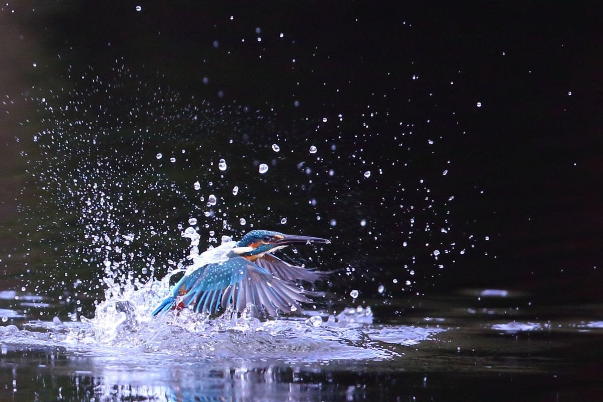 The kingfisher 4 | GANREF