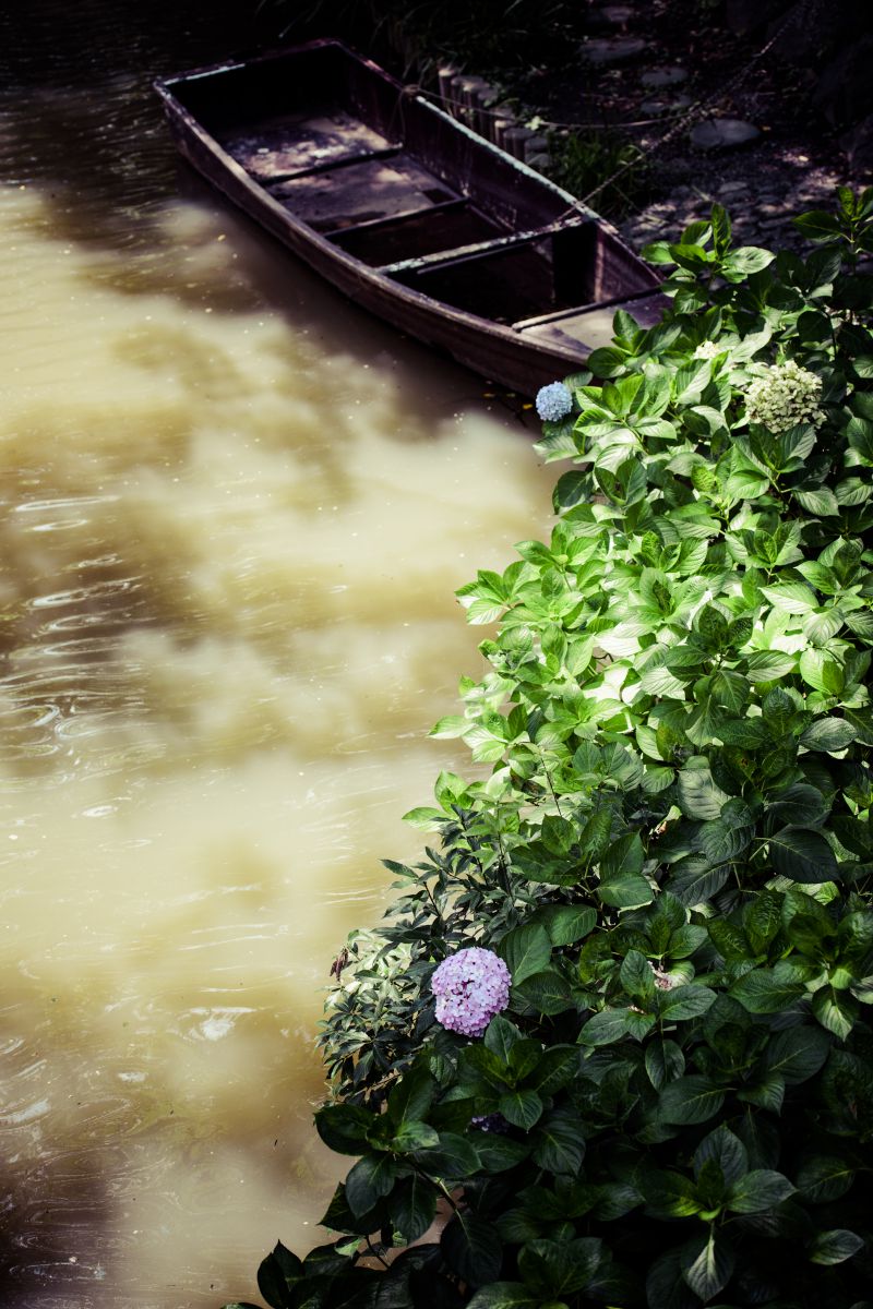 八幡堀とアジサイ | GANREF