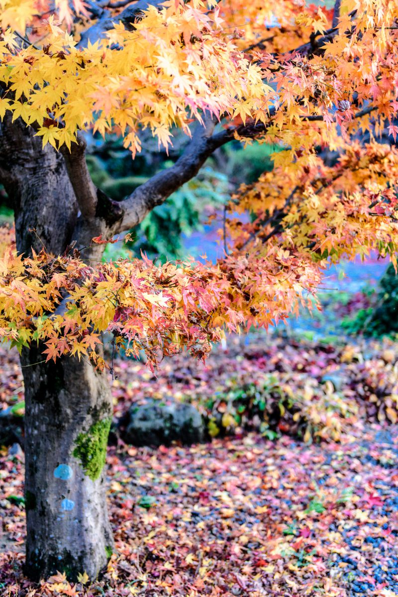 鮮やかなりv(^^♪ | GANREF