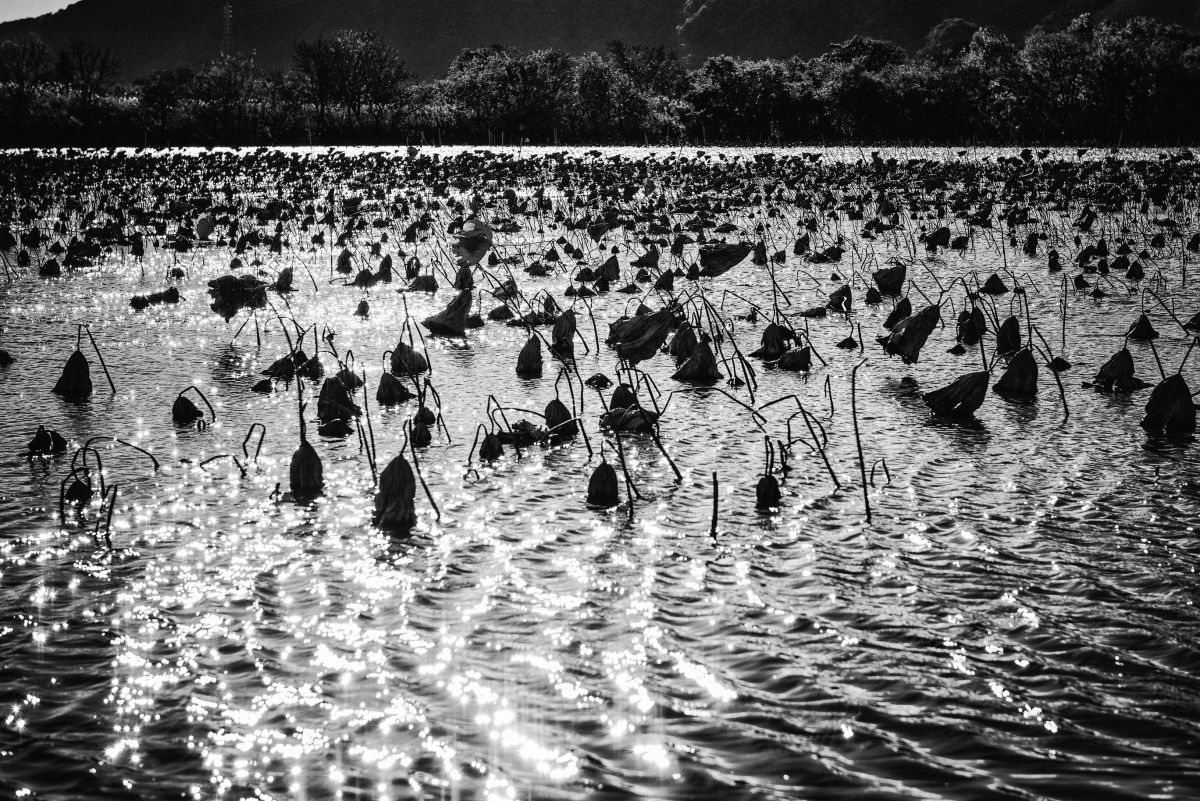 蓮池の煌めき | GANREF