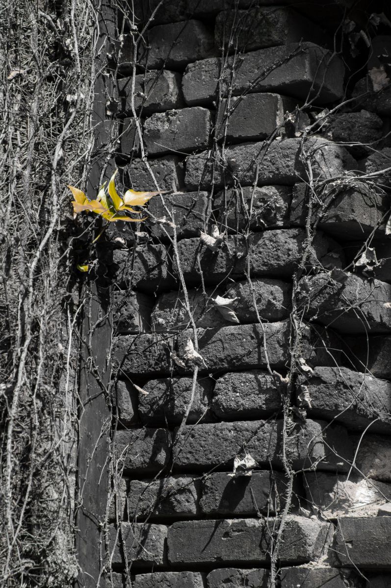 Wall ivy tangling | GANREF