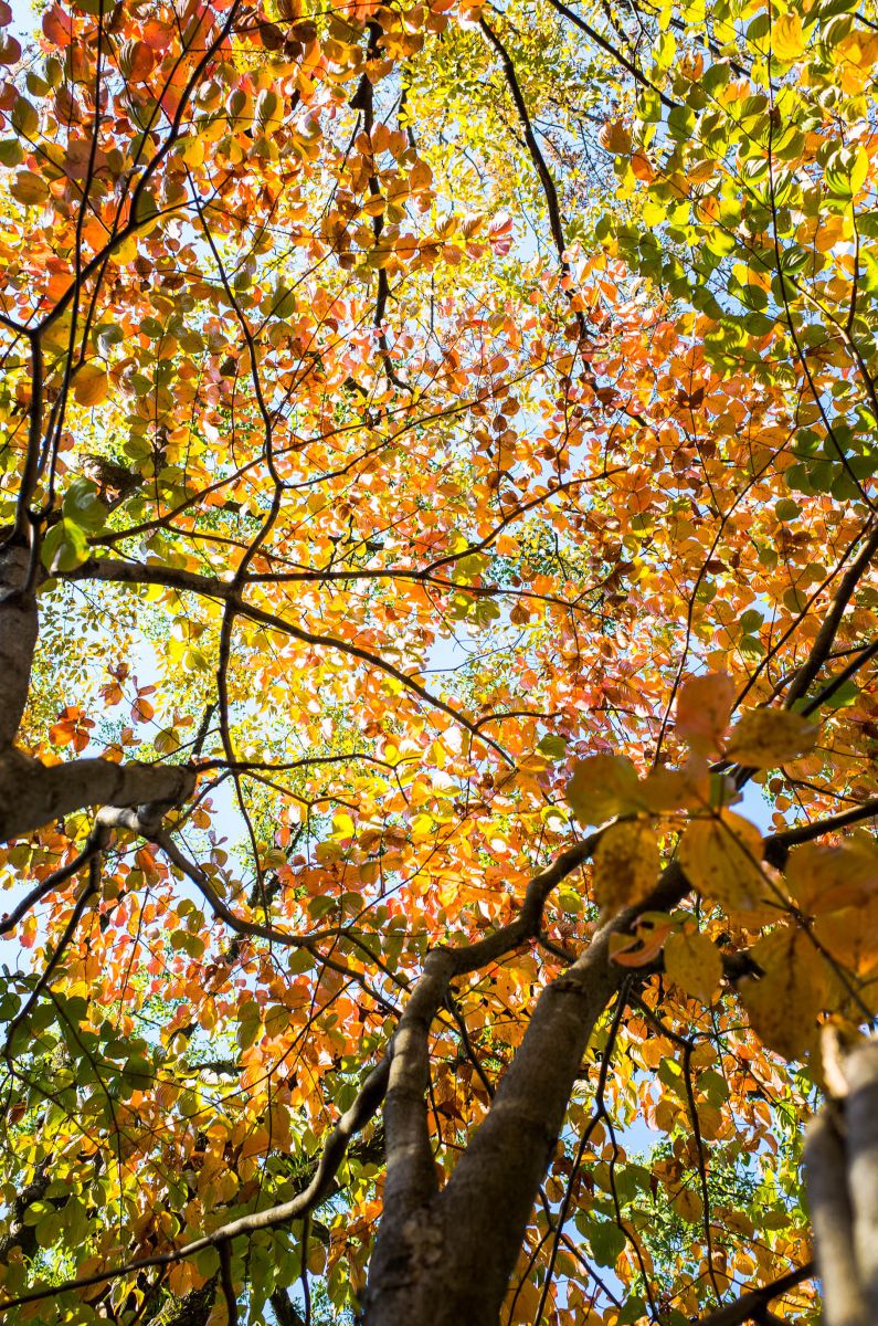 紅葉煌く | GANREF