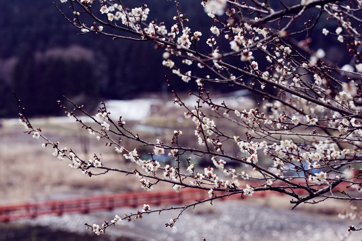 白梅と朱色の吊り橋 | GANREF