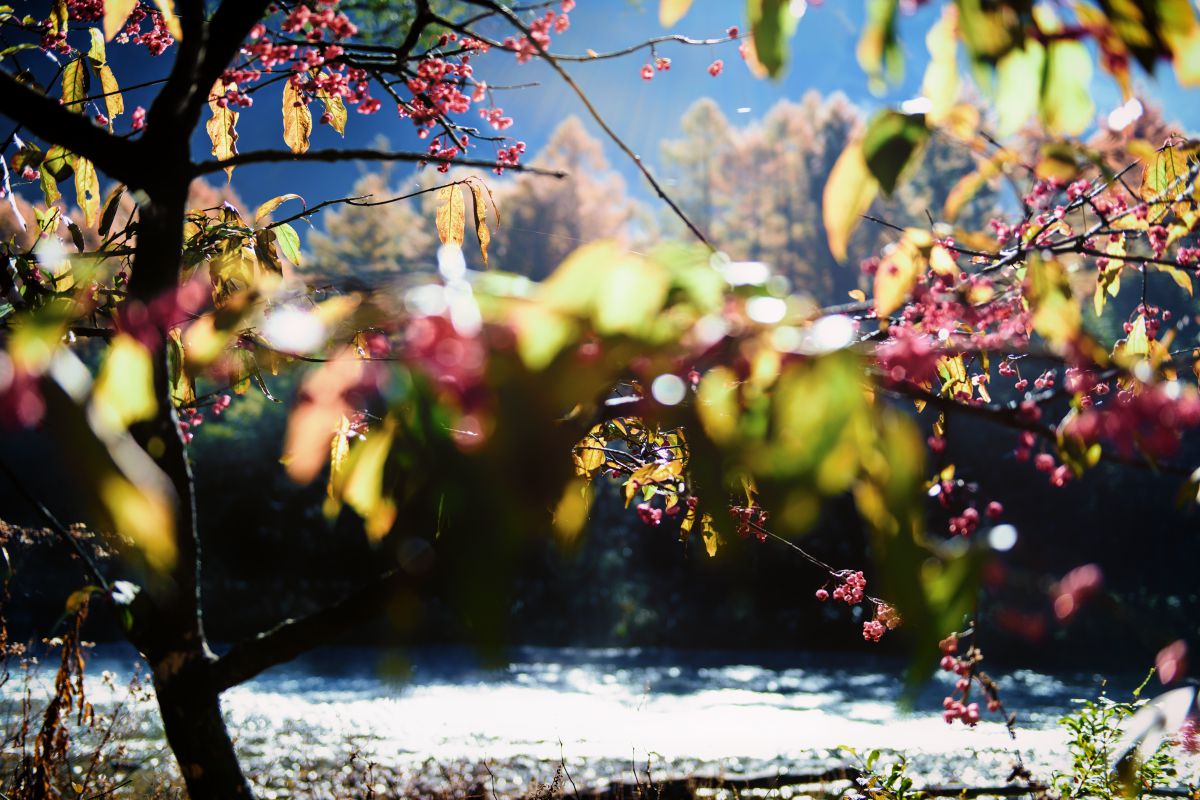 朱色の実をつけてⅡ～上高地・梓川～ | GANREF