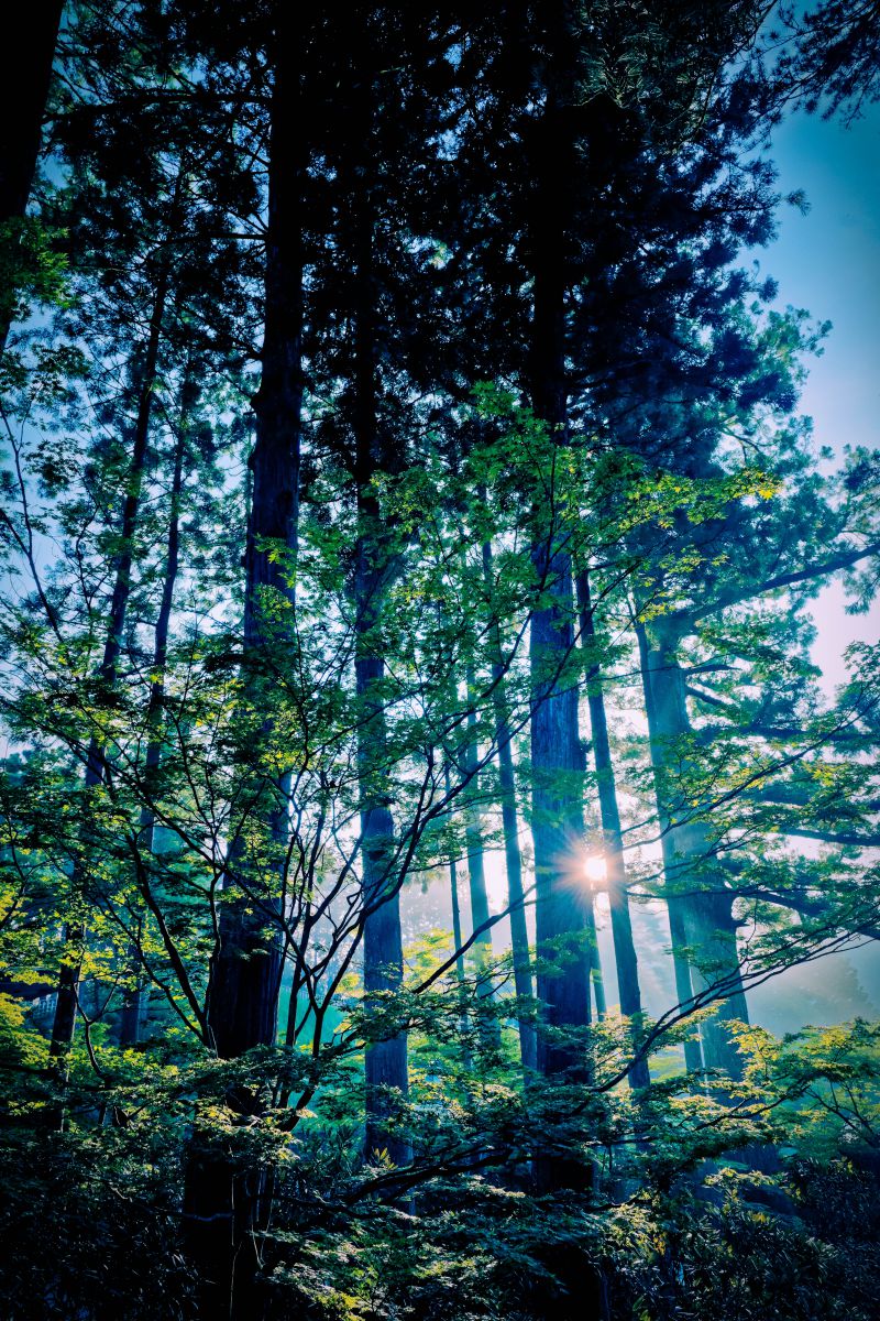 樹間の陽光 | GANREF